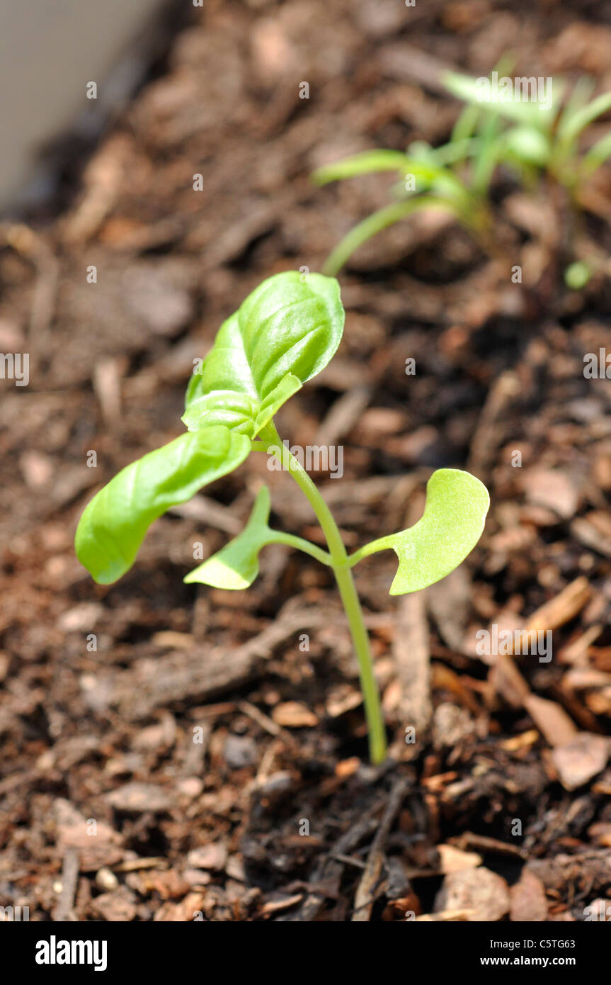 Plant sprouting - basil Stock Photo - Alamy