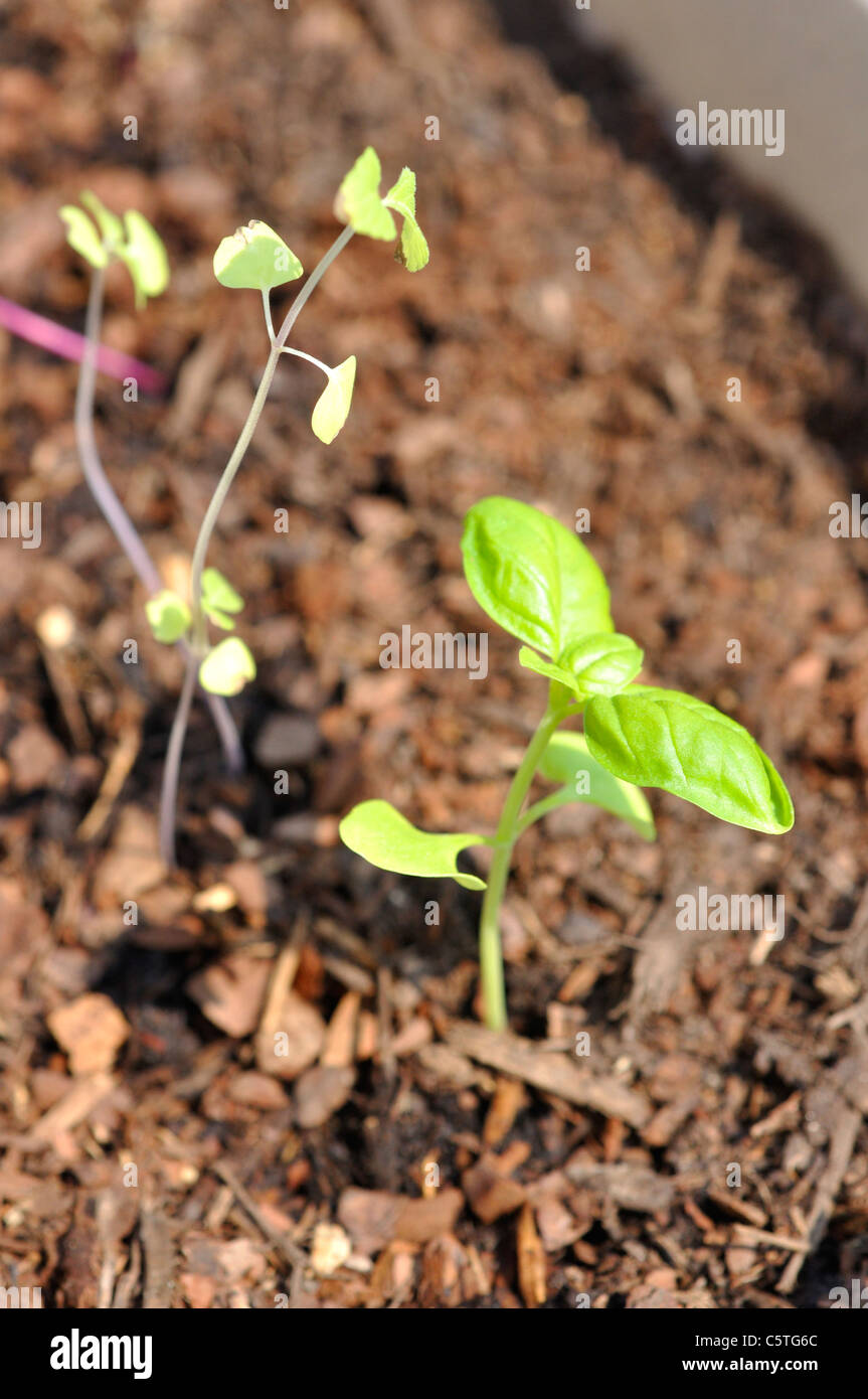 Plant sprouting - basil Stock Photo - Alamy