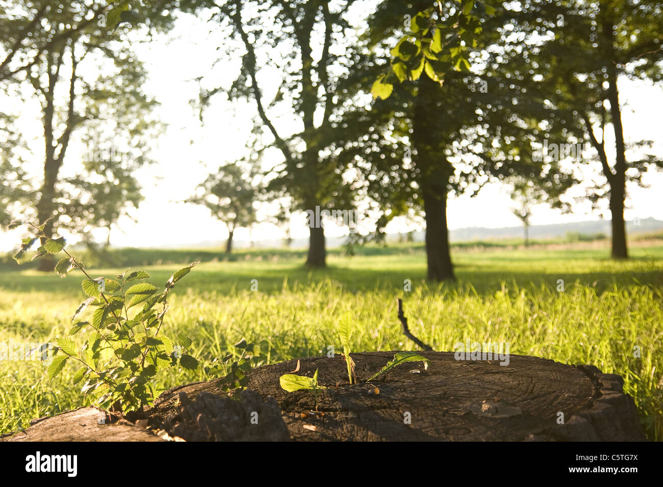 sun shining between trees Stock Photo - Alamy