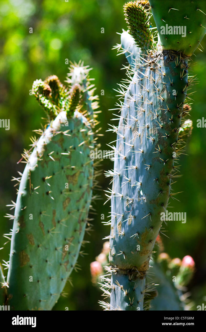 beaver tail cactus Stock Photo - Alamy