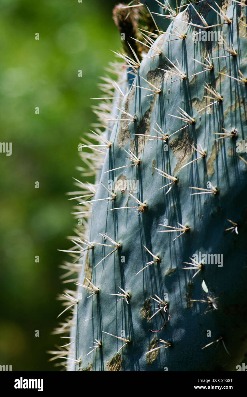 beaver tail cactus Stock Photo - Alamy