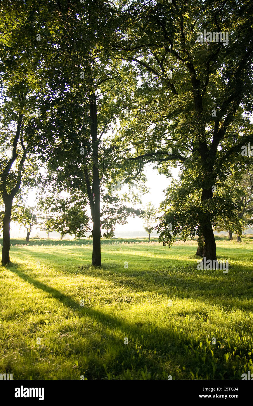 sun shining between trees Stock Photo - Alamy
