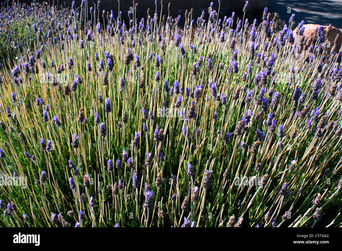 Lavender plant hi-res stock photography and images - Alamy