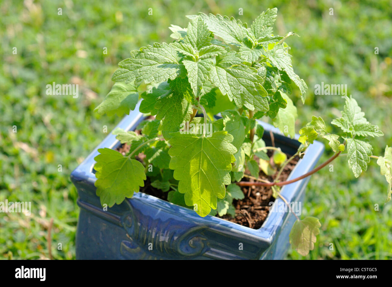 Catnip potted plant hi-res stock photography and images - Alamy