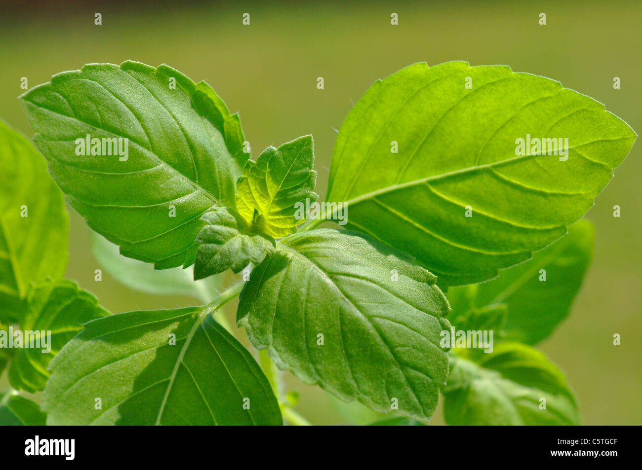 Potted holy basil herb Stock Photo - Alamy