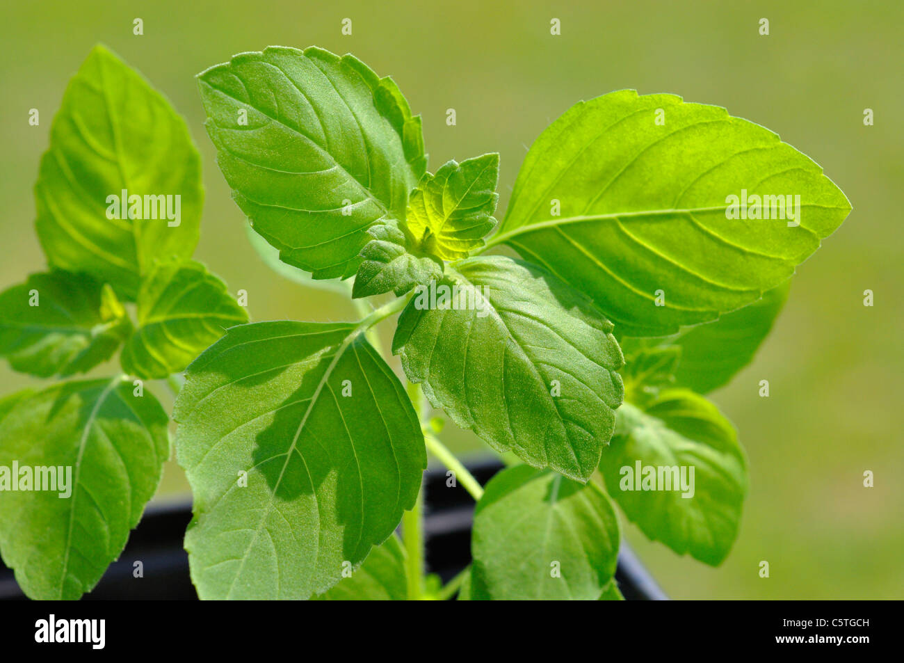 Potted holy basil herb Stock Photo - Alamy