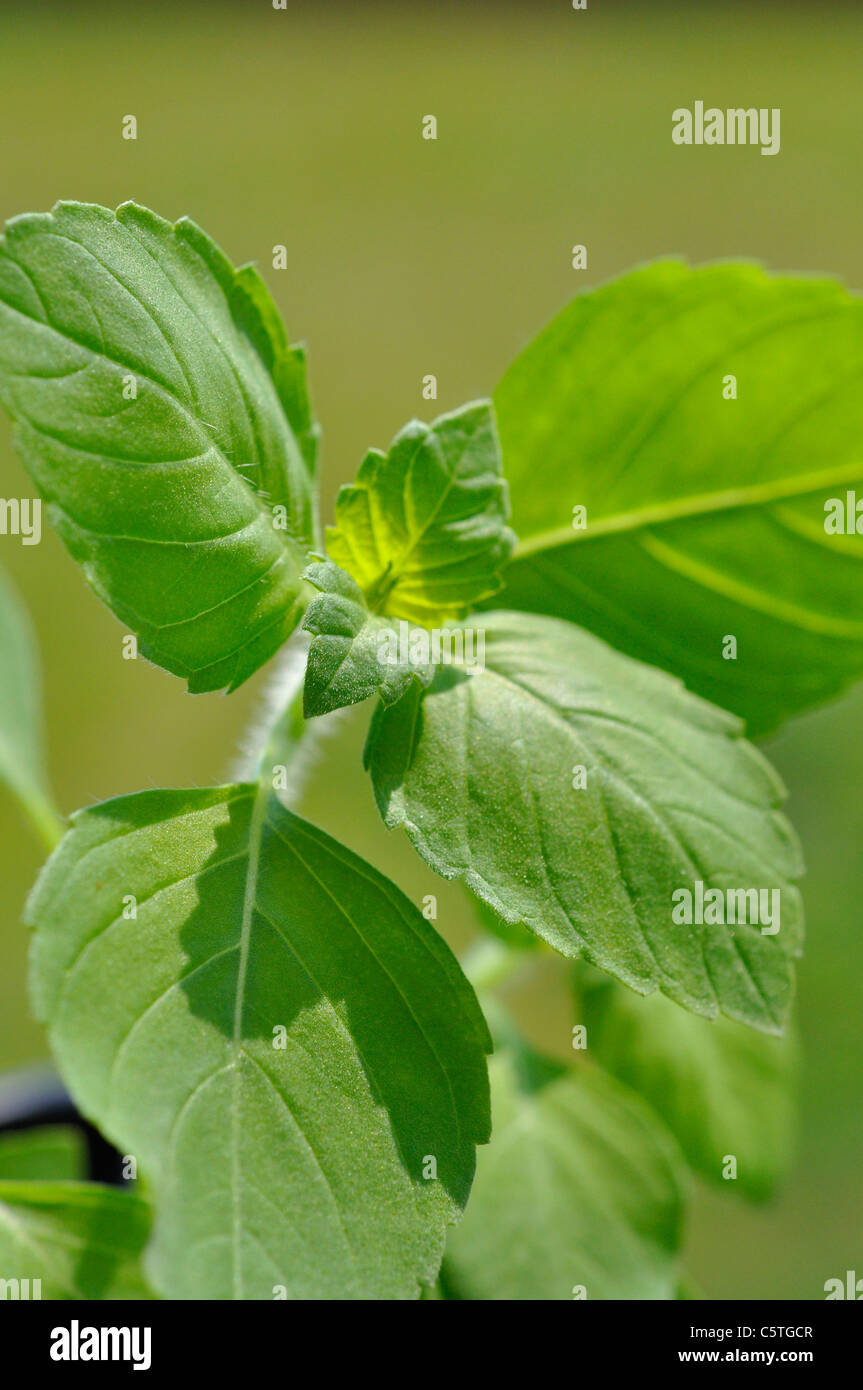 Potted holy basil herb Stock Photo - Alamy