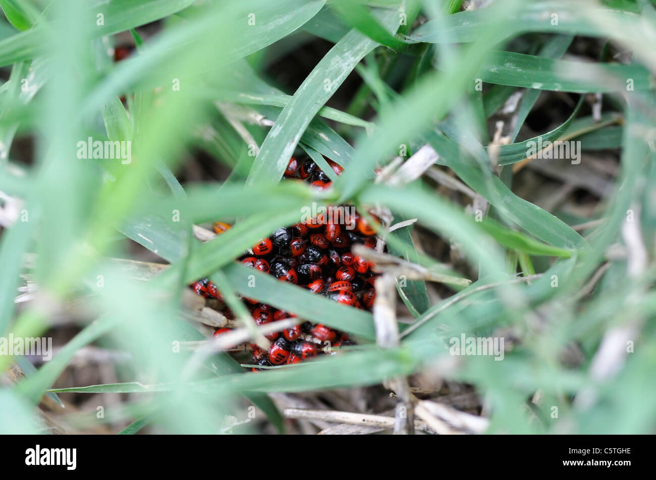 Ladybug nest hi-res stock photography and images - Alamy