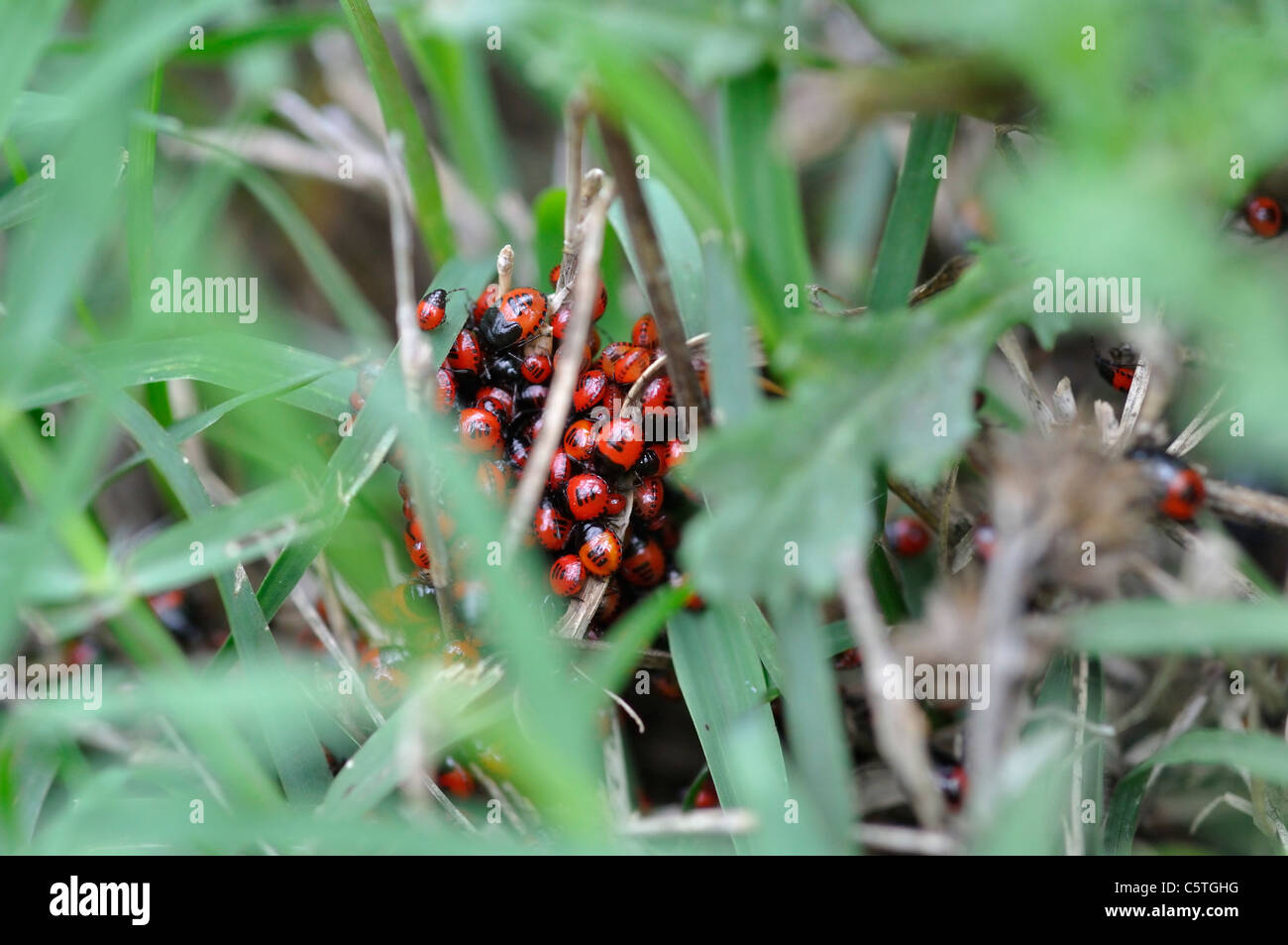 Ladybug nest hi-res stock photography and images - Alamy
