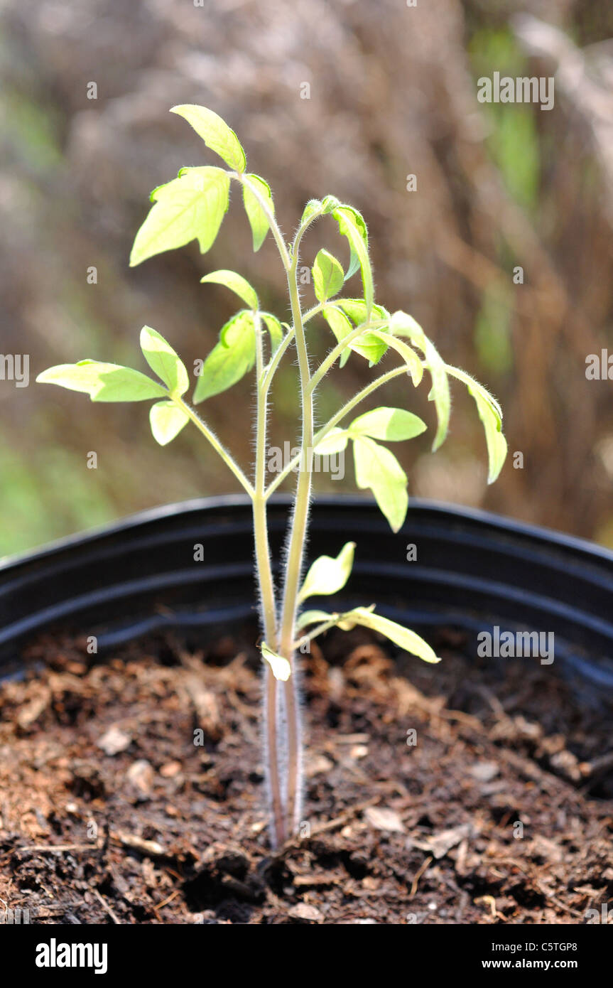 Plant sprouting - tomato Stock Photo - Alamy