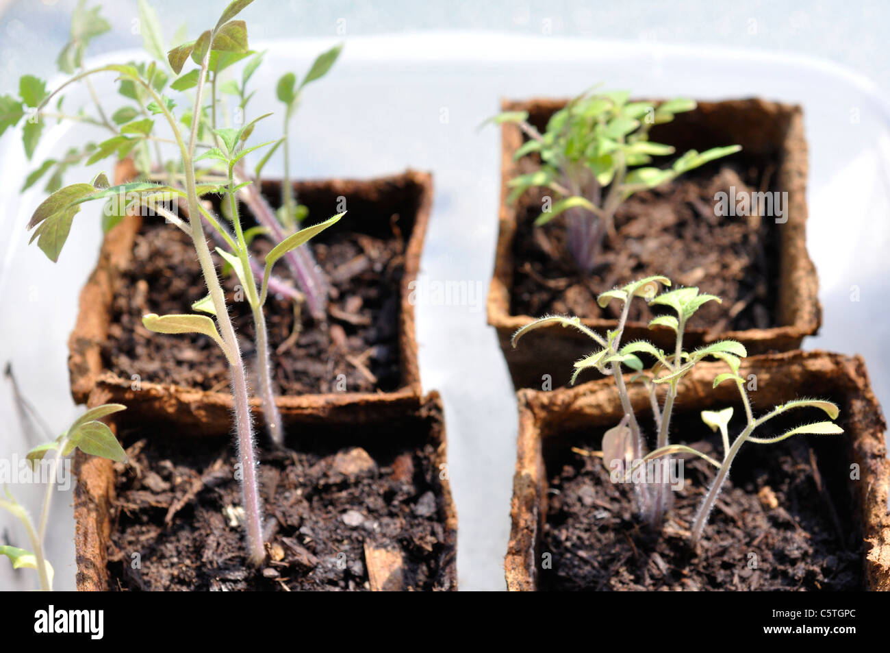 Plant sprouting - tomato Stock Photo - Alamy