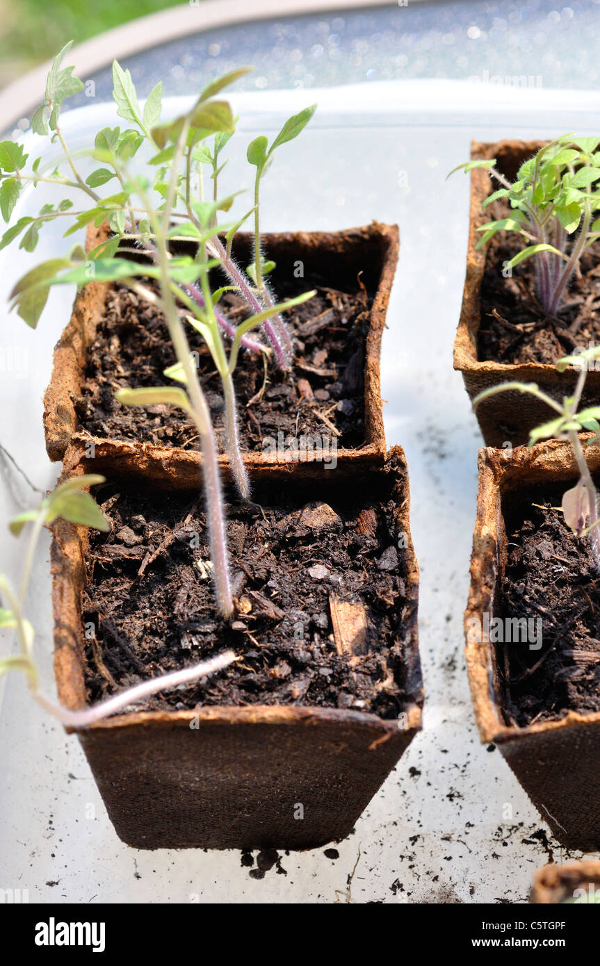 Plant sprouting - tomato Stock Photo - Alamy