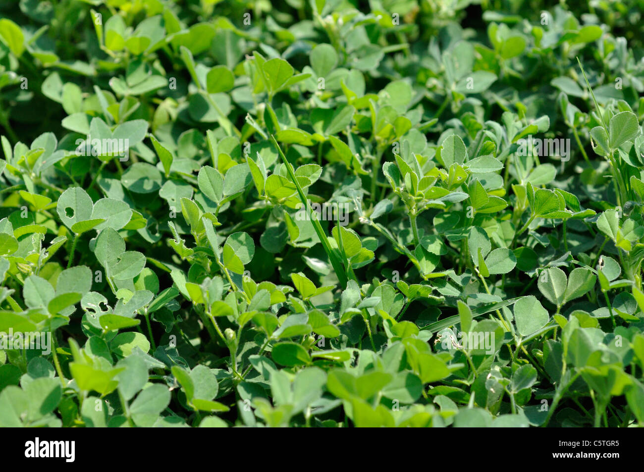 Clover weeds weed hi-res stock photography and images - Alamy
