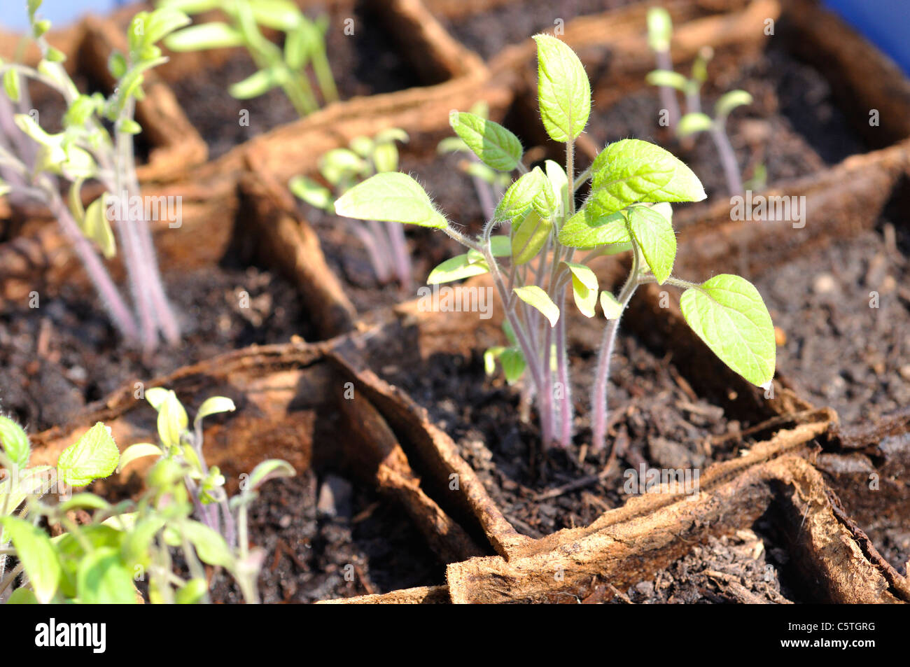 Plant sprouting - tomato Stock Photo - Alamy