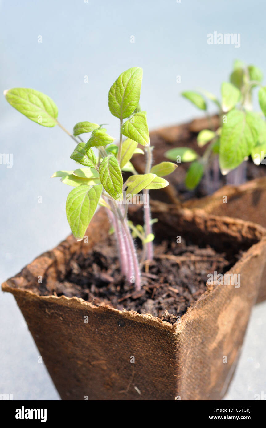 Plant sprouting - tomato Stock Photo - Alamy