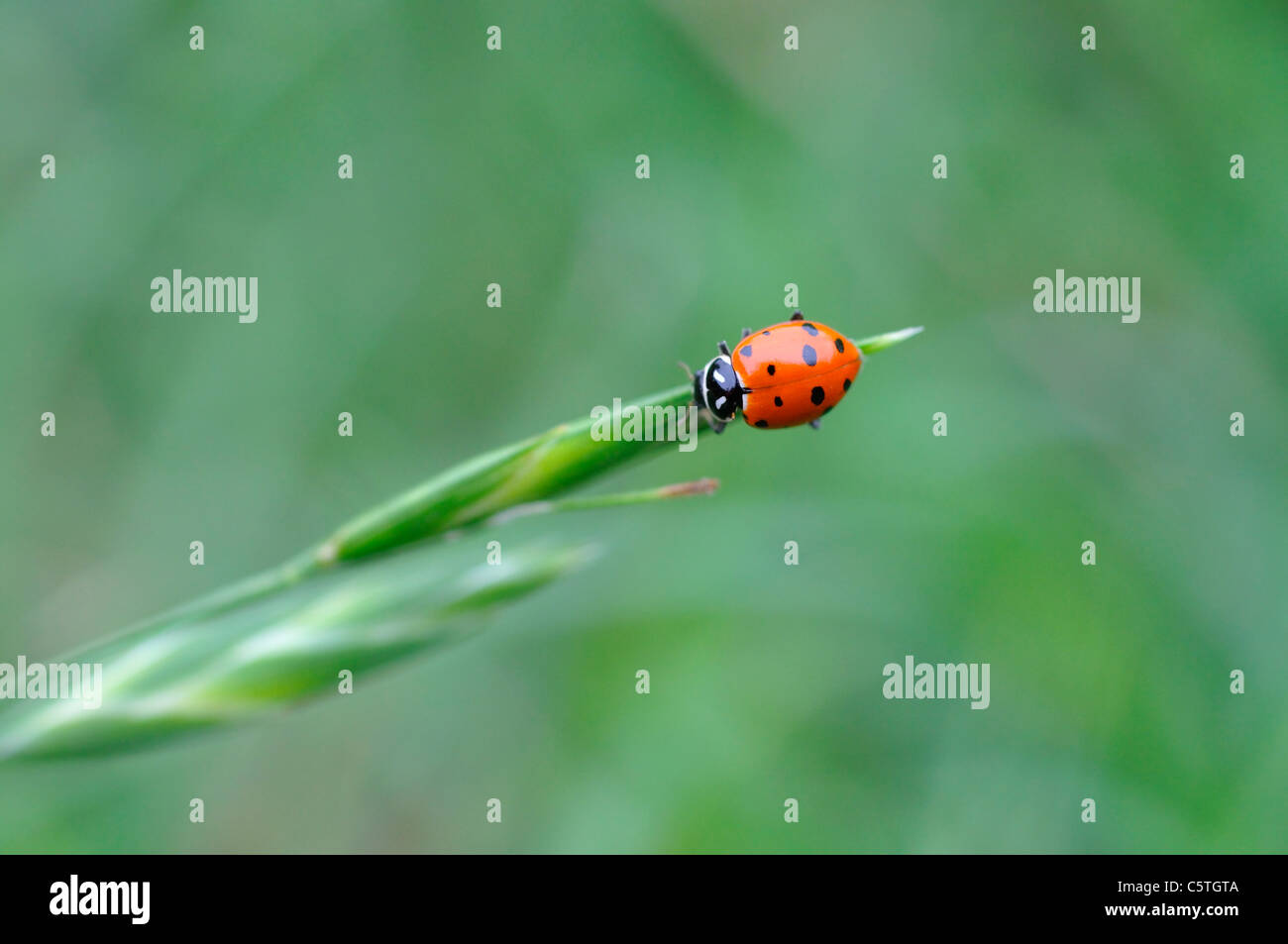 Ladybug nest hi-res stock photography and images - Alamy