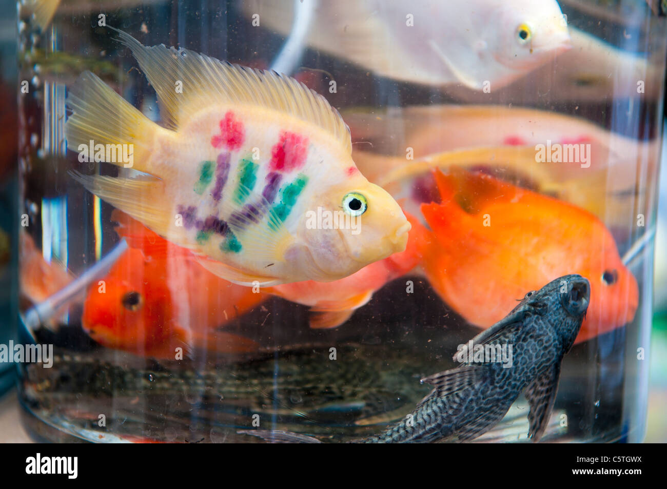 Hand painted fish swims among exotic species at pet street market, Mo ...