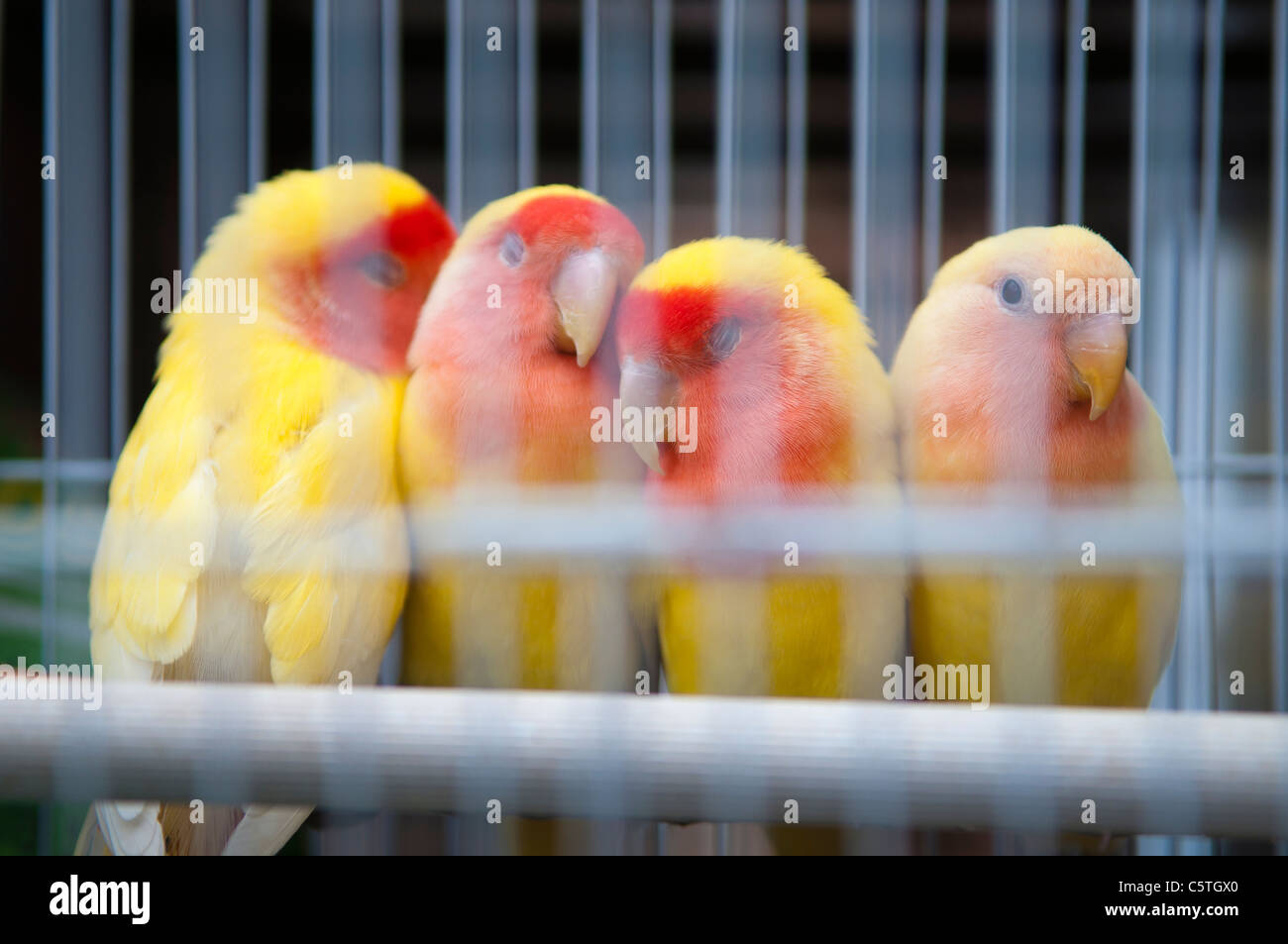Exotic birds huddle in case at street pet market, Mo Jaijie Market ...