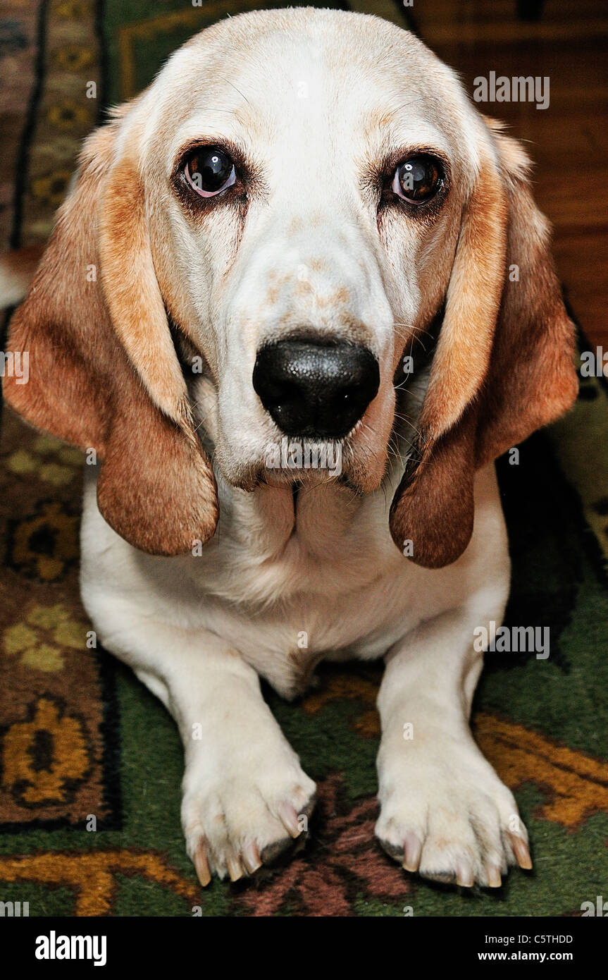 Basset hounds family hi-res stock photography and images - Alamy