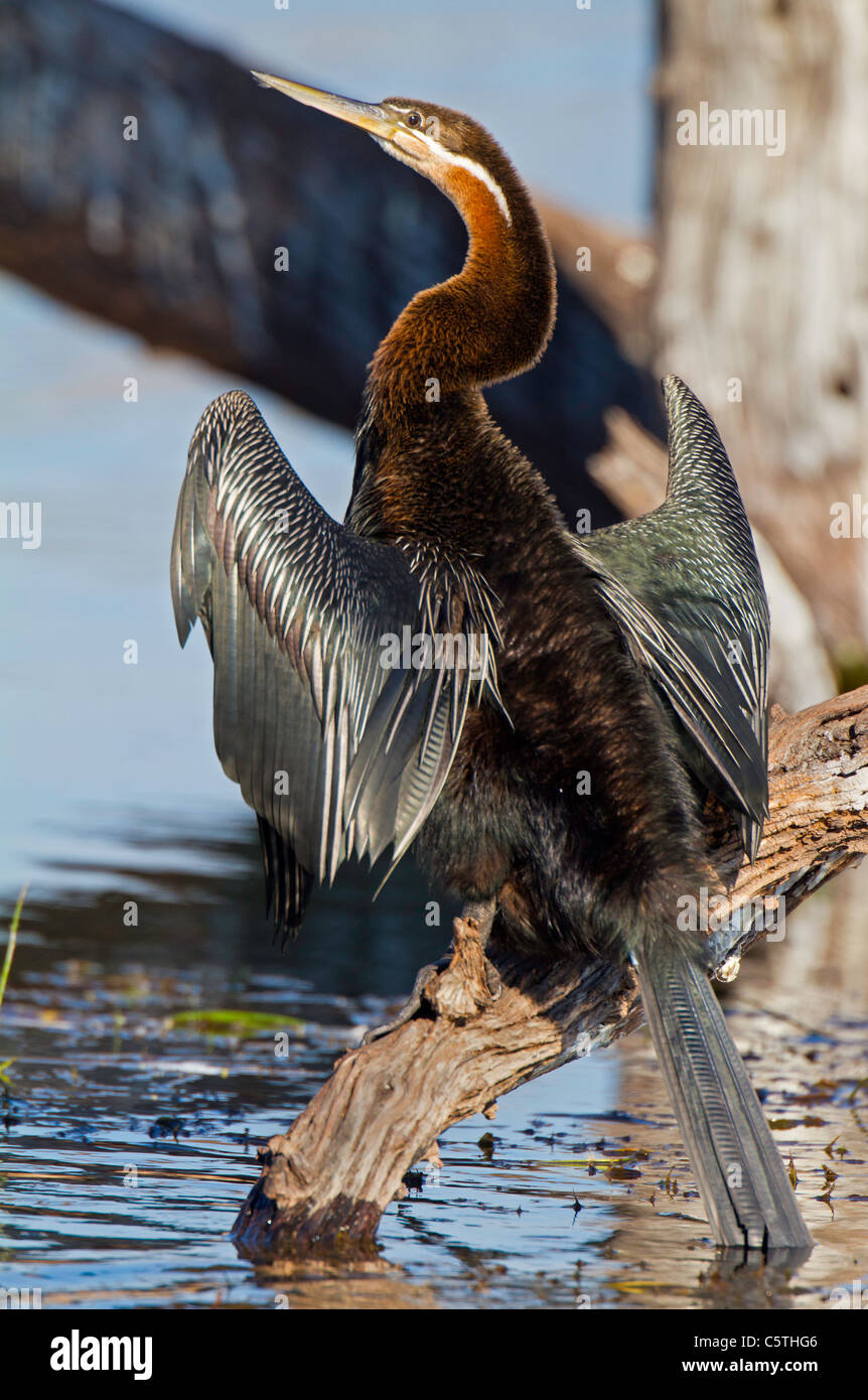 darter drying wings Stock Photo - Alamy