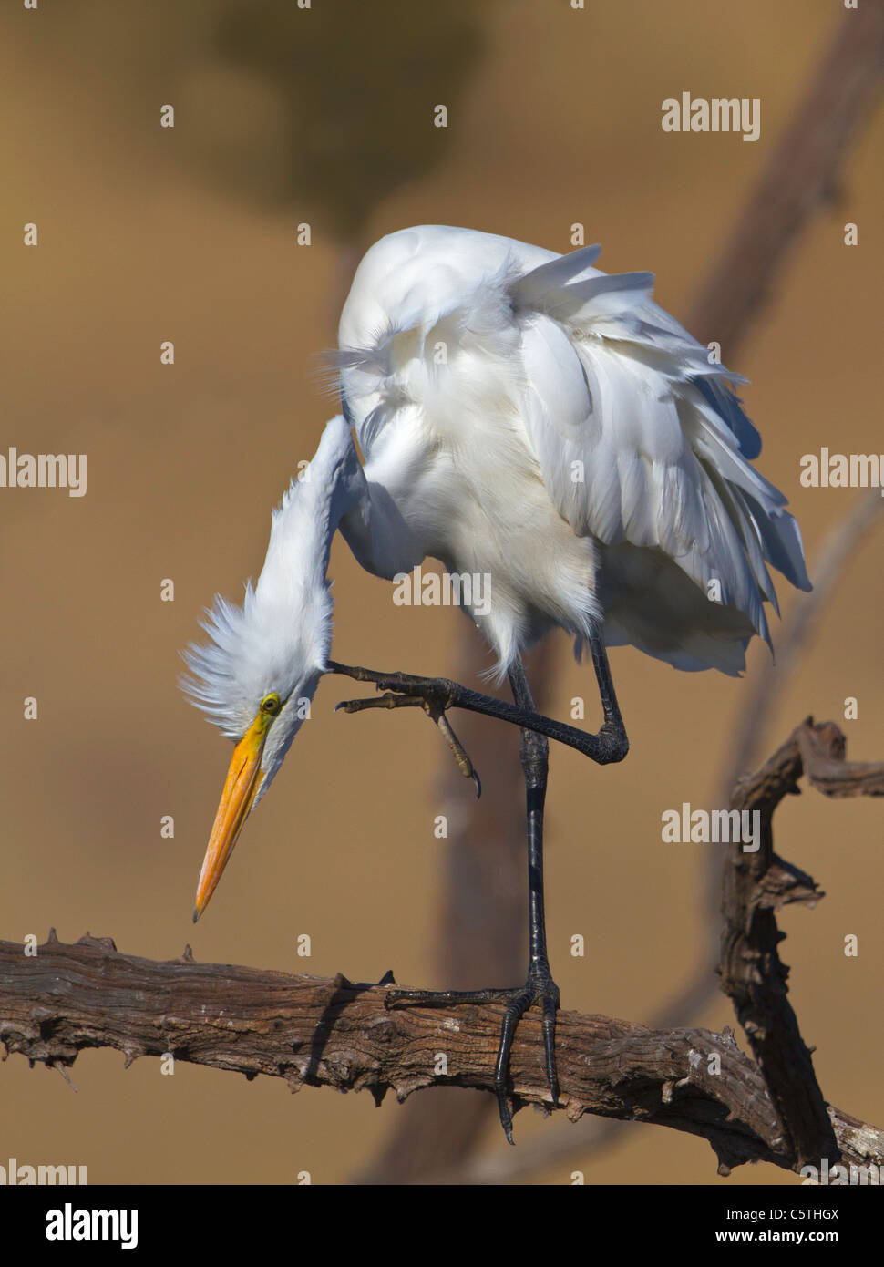 Bird scratching hi-res stock photography and images - Alamy
