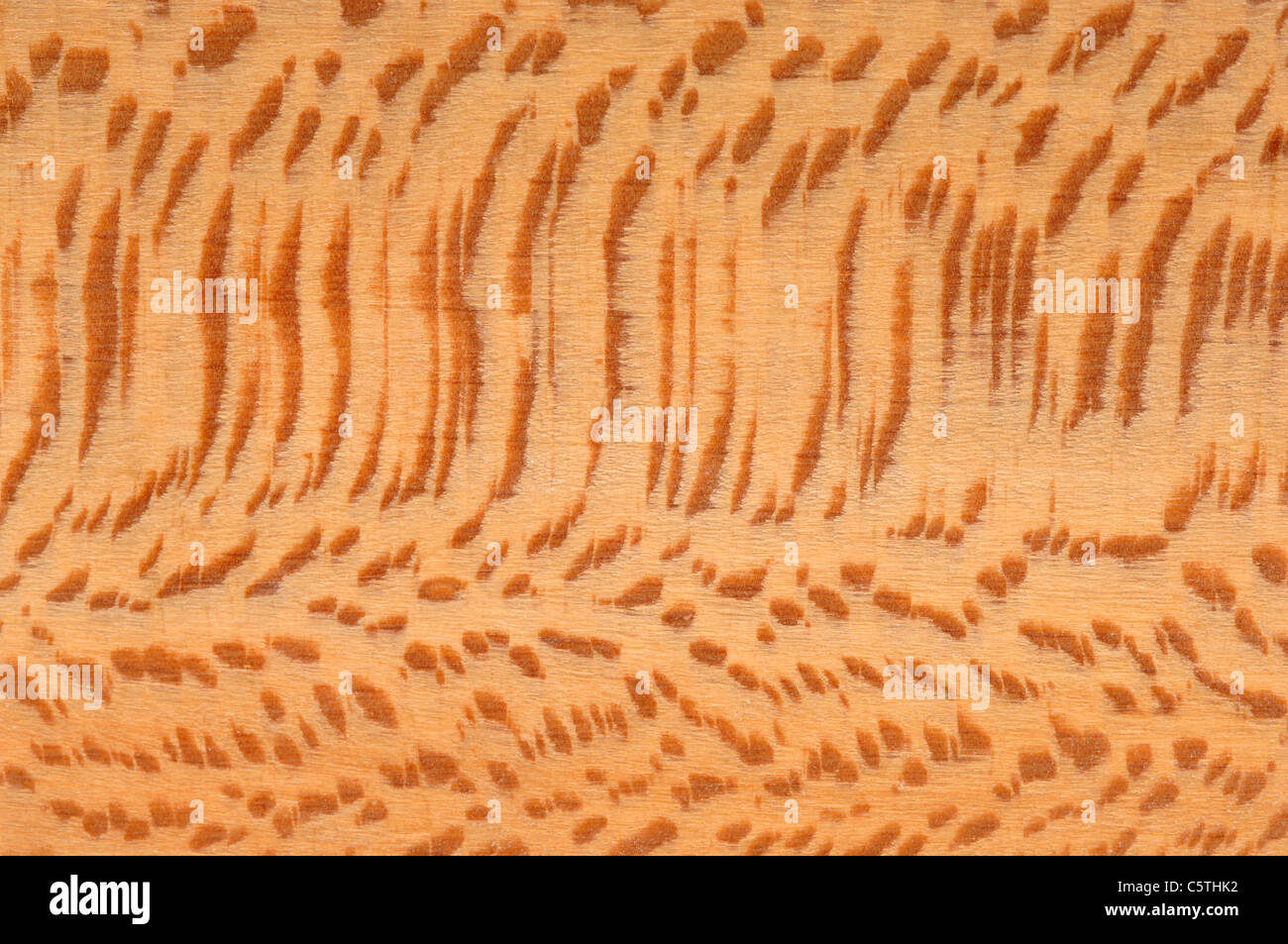 Platanus hispanica hi-res stock photography and images - Alamy