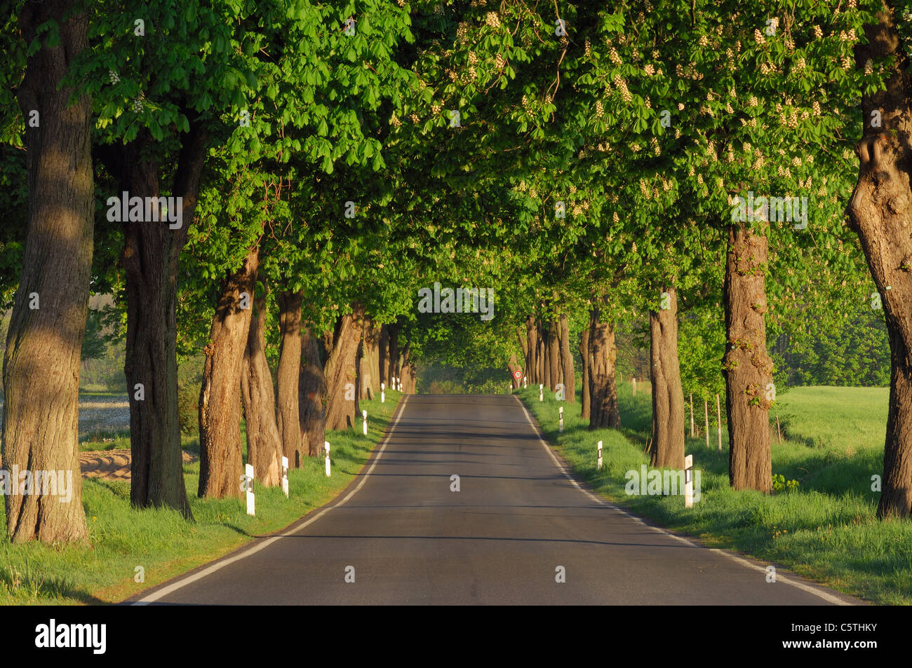 Germany, Mecklenburg-Western Pomerania, Tree lined rural road with ...