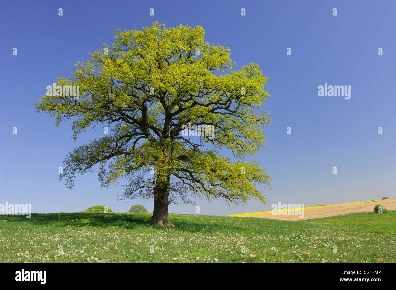 Oak tree in western pomerania hi-res stock photography and images - Alamy