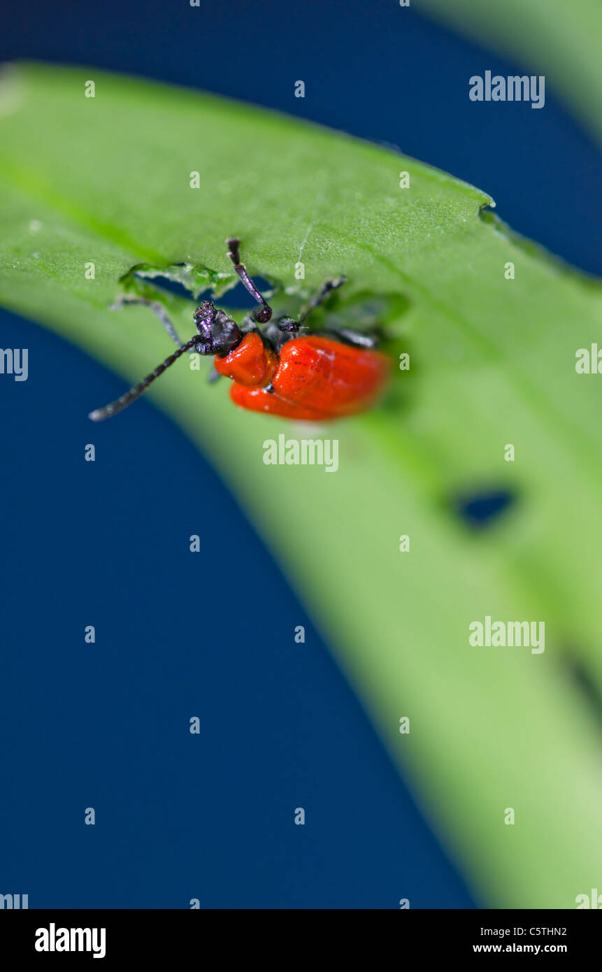Lily beetle on lily plant hi-res stock photography and images - Alamy