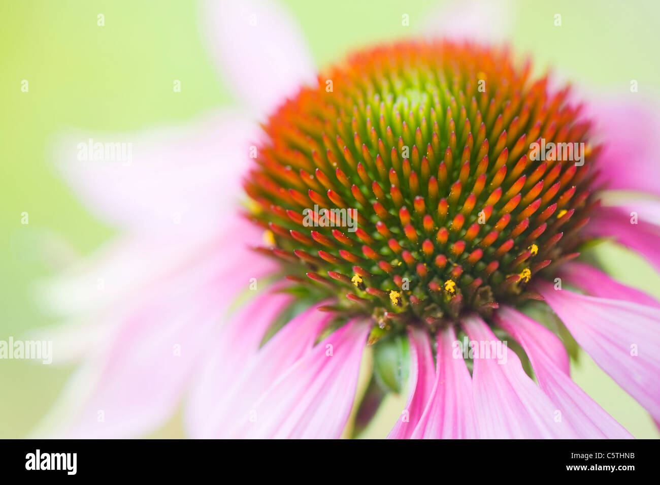 Echinacea purpurea (Eastern purple cone flowers or Purple coneflower ...