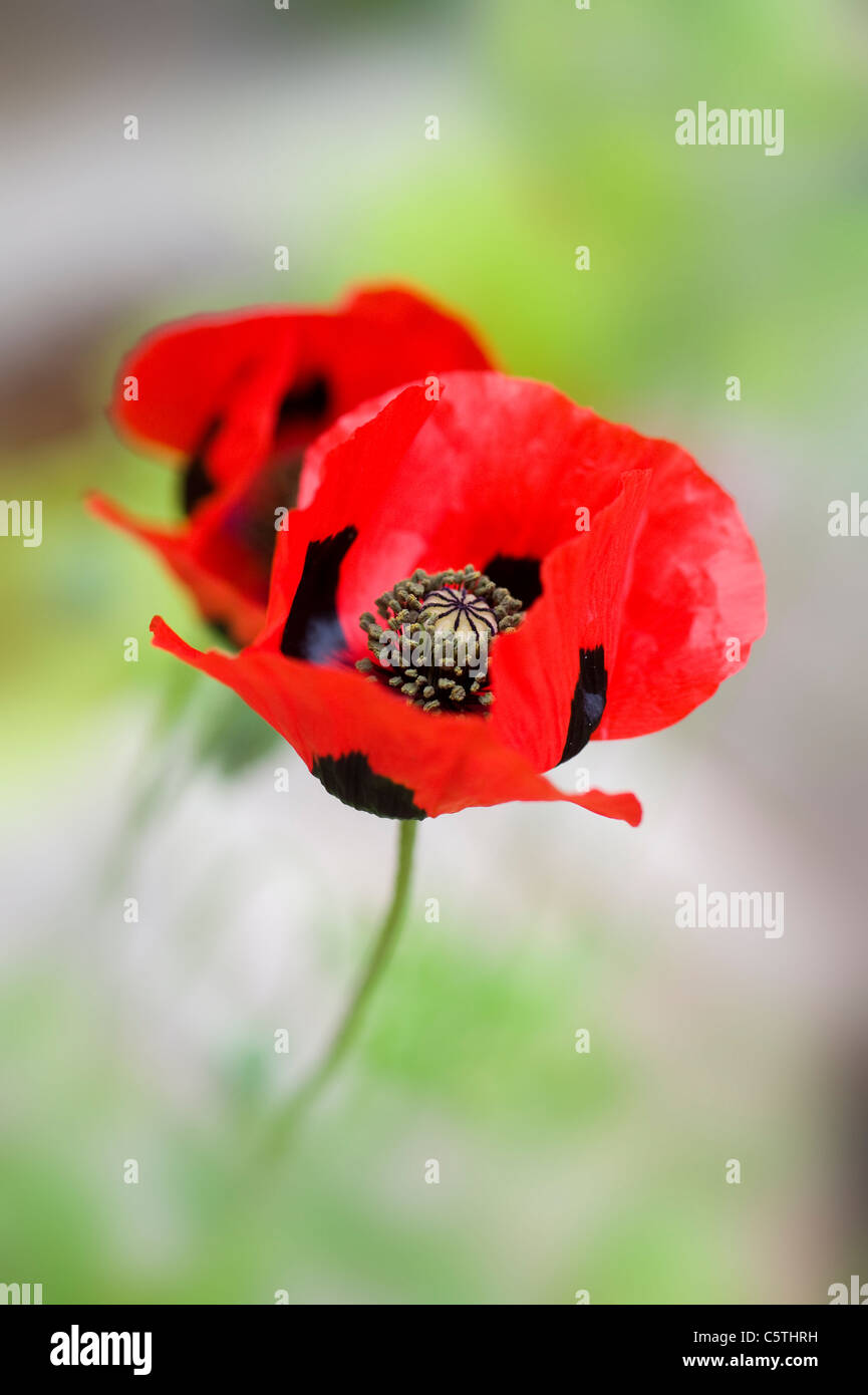 Ladybird poppy - Papaver commutatum poppies Stock Photo - Alamy