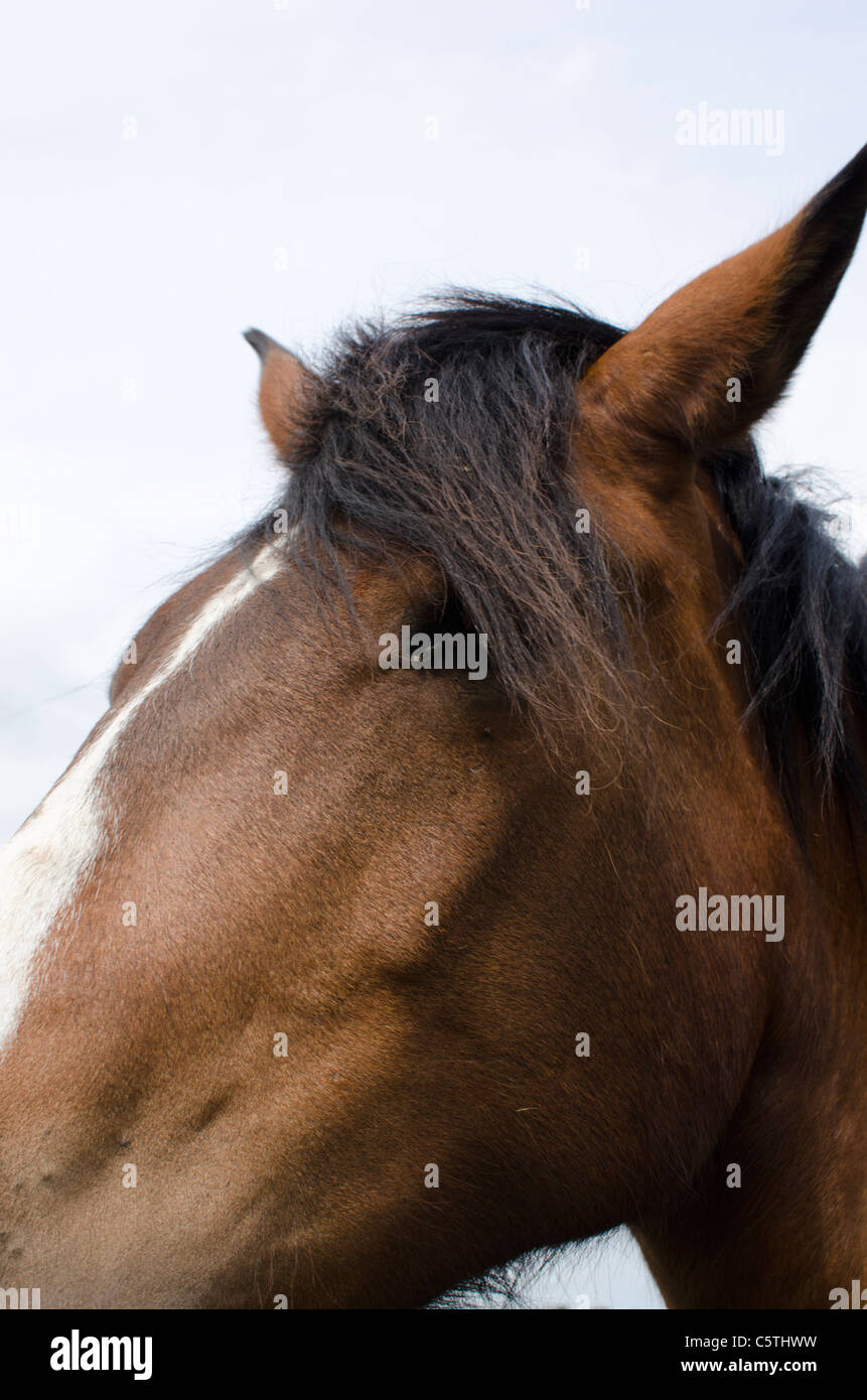 Side view of a brown horse's head Stock Photo - Alamy
