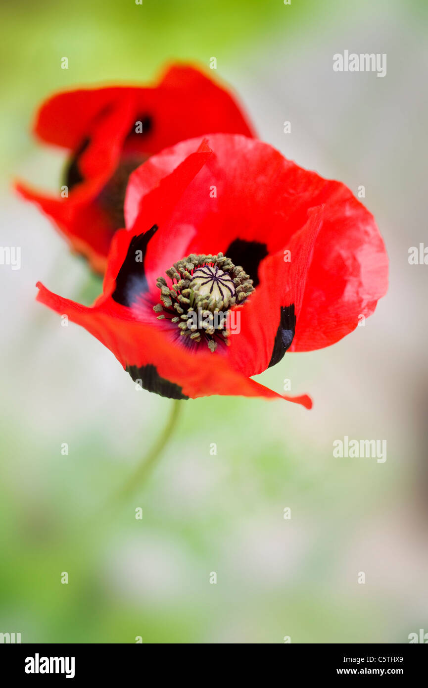 Ladybird poppy - Papaver commutatum poppies Stock Photo - Alamy