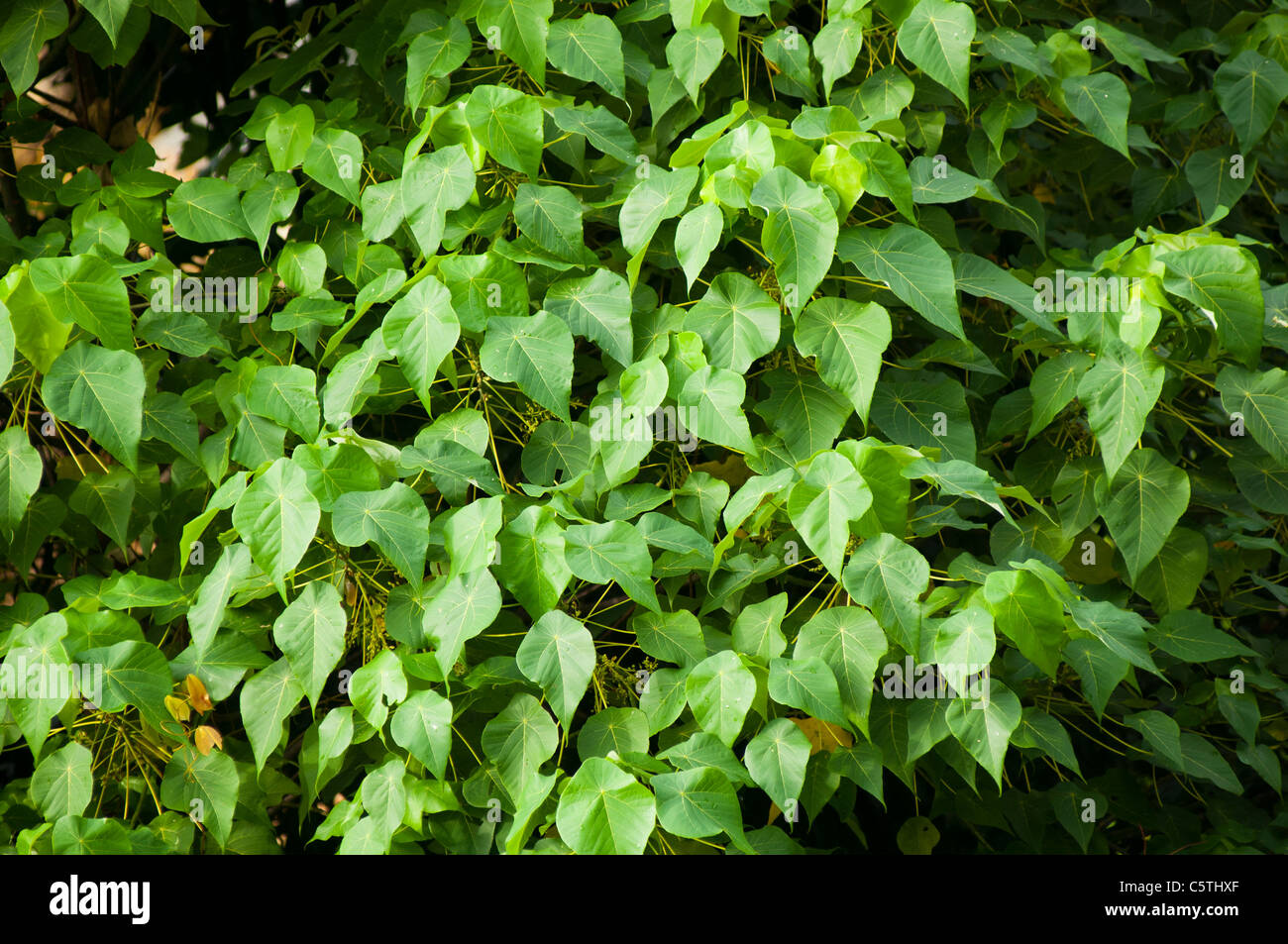 Vibrant green leaves in repeating patterns Stock Photo - Alamy