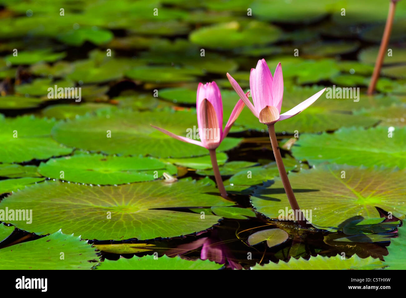 Lilly pads background hi-res stock photography and images - Alamy