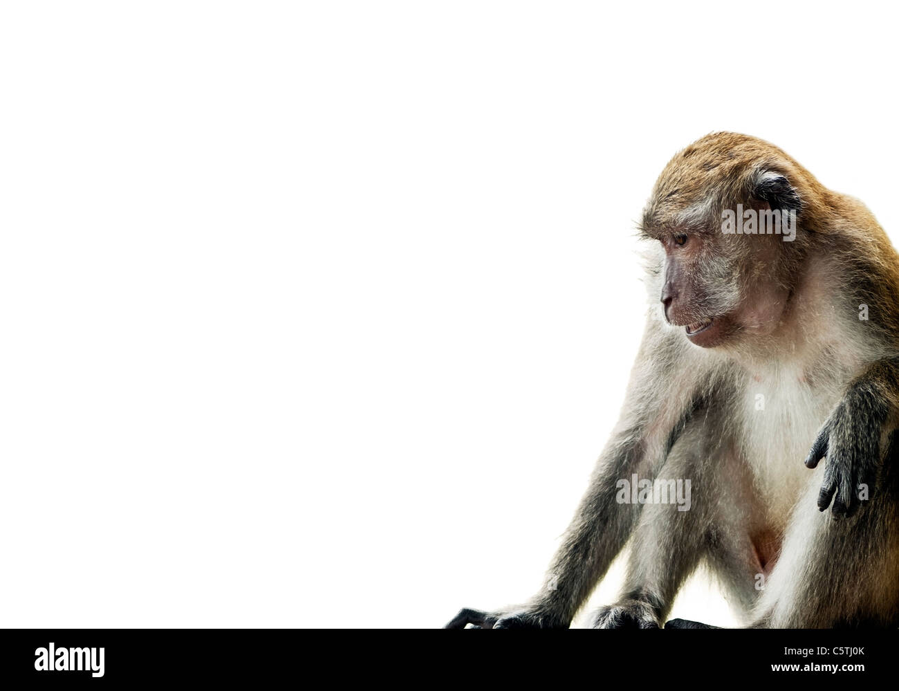 Monkey (Long-Tailed Macaque) isolated on white at edge of frame Stock ...