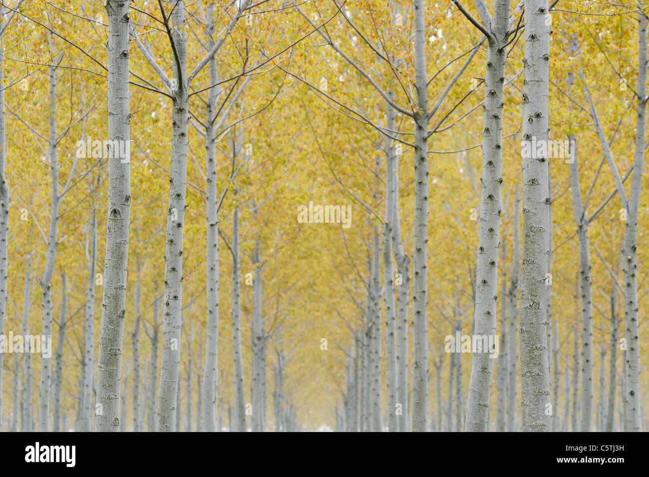 Poplar trees hi-res stock photography and images - Alamy