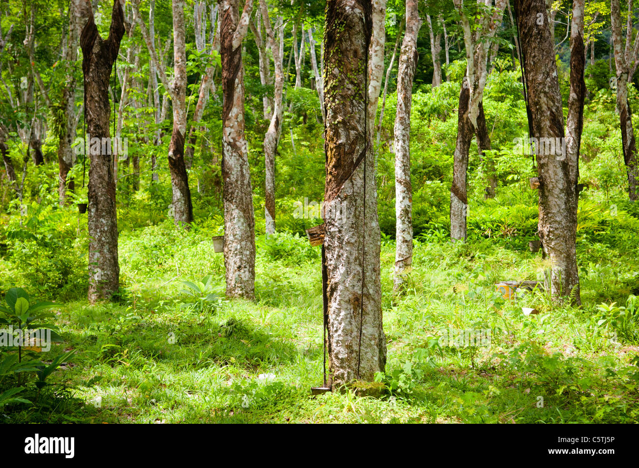 Rows of rubber trees being tapped in a plantation Stock Photo - Alamy