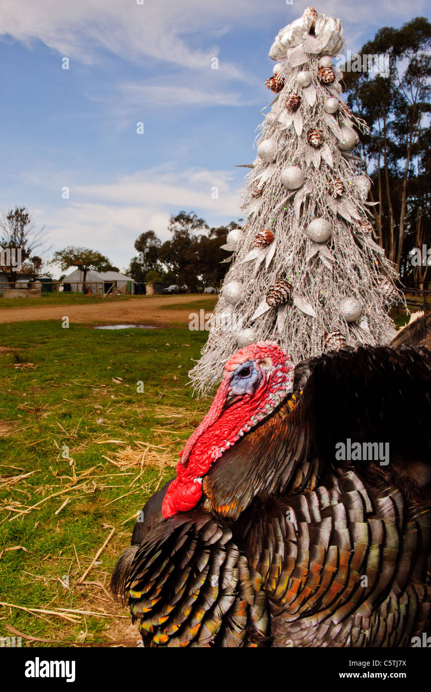 Turkey and the Christmas tree Stock Photo - Alamy