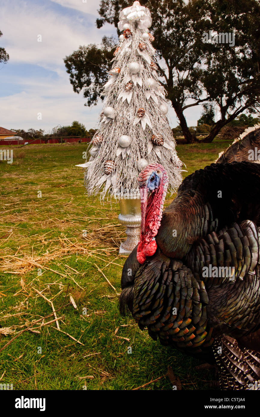 Turkey and the Christmas tree Stock Photo - Alamy