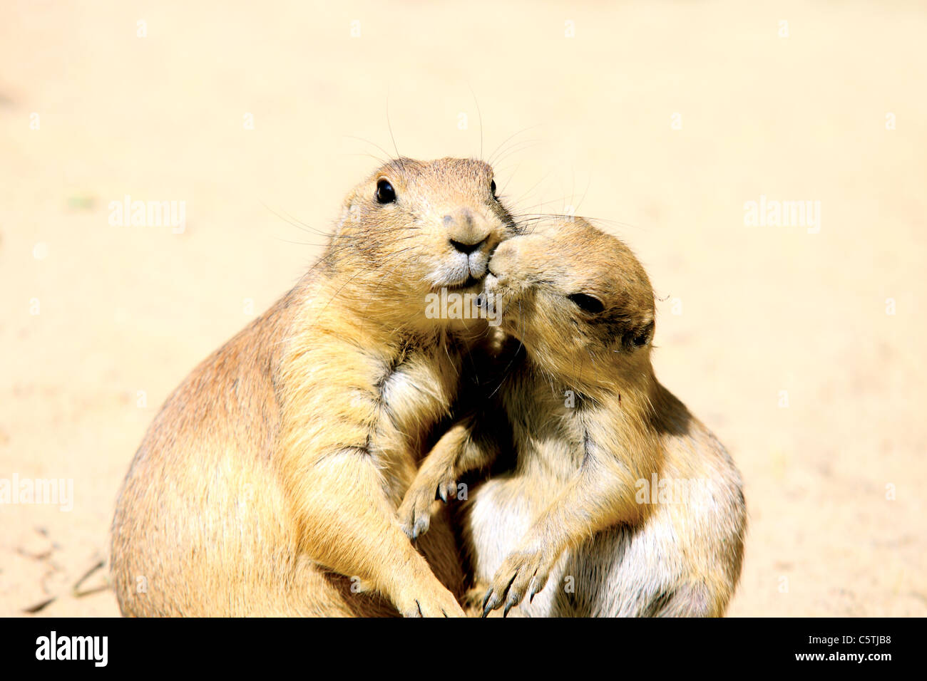 Baby Animals Kissing