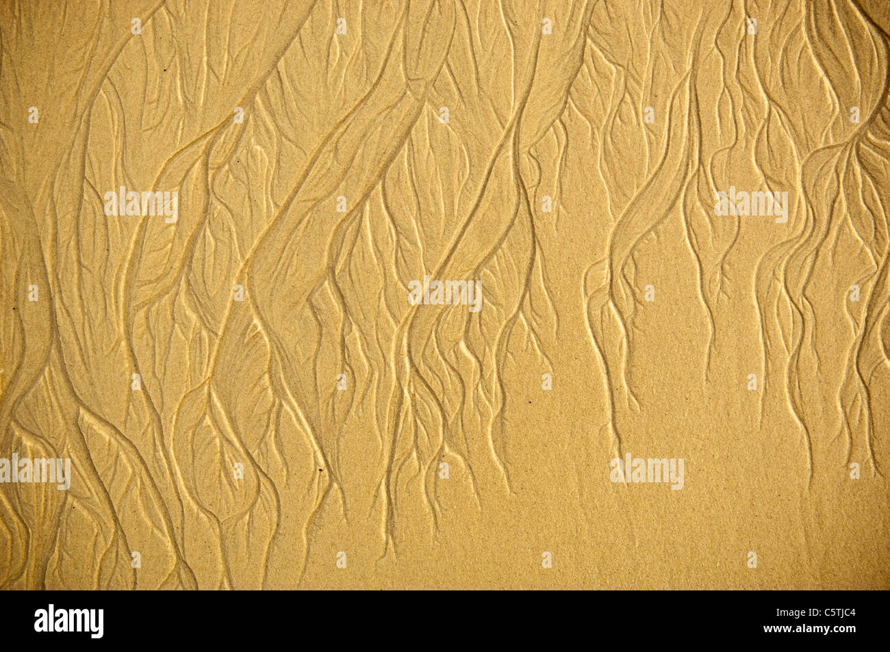 Beauty of nature in intricate form hi-res stock photography and images ...