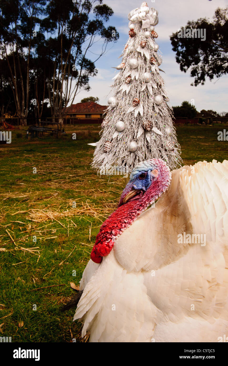 Turkey and the Christmas tree Stock Photo - Alamy