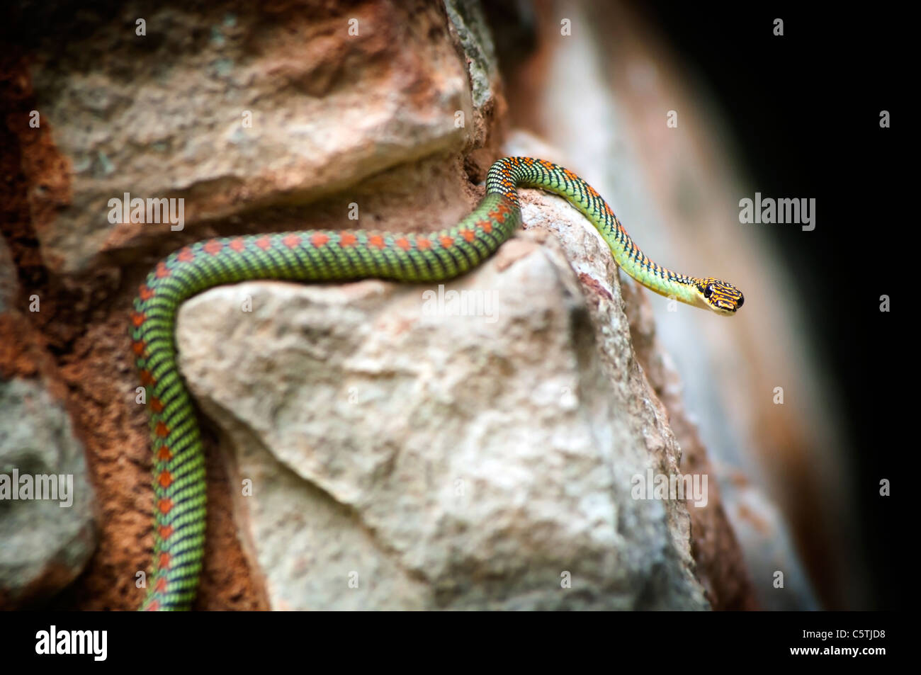 Paradise flying tree snake hi-res stock photography and images - Alamy