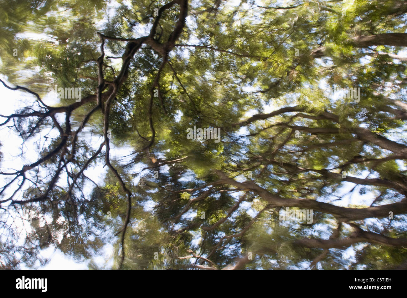 Pass the tree hi-res stock photography and images - Alamy