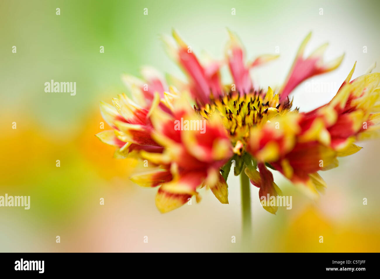 Landscape pantomime hi-res stock photography and images - Alamy