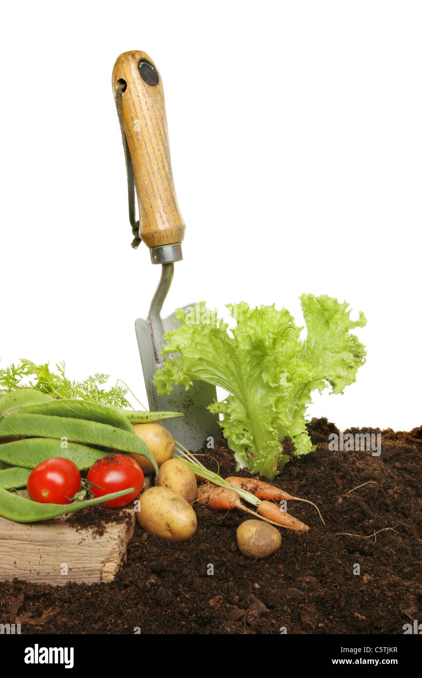 Potatoes Growing Garden Lettuce High Resolution Stock Photography and ...