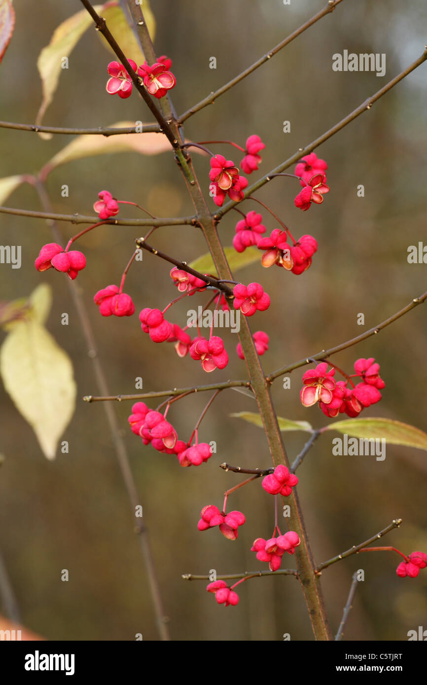 Spindle image hi-res stock photography and images - Alamy