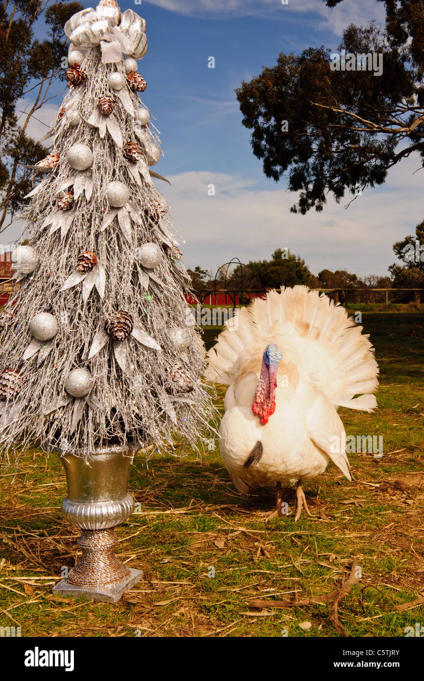 Turkey and the Christmas tree Stock Photo - Alamy