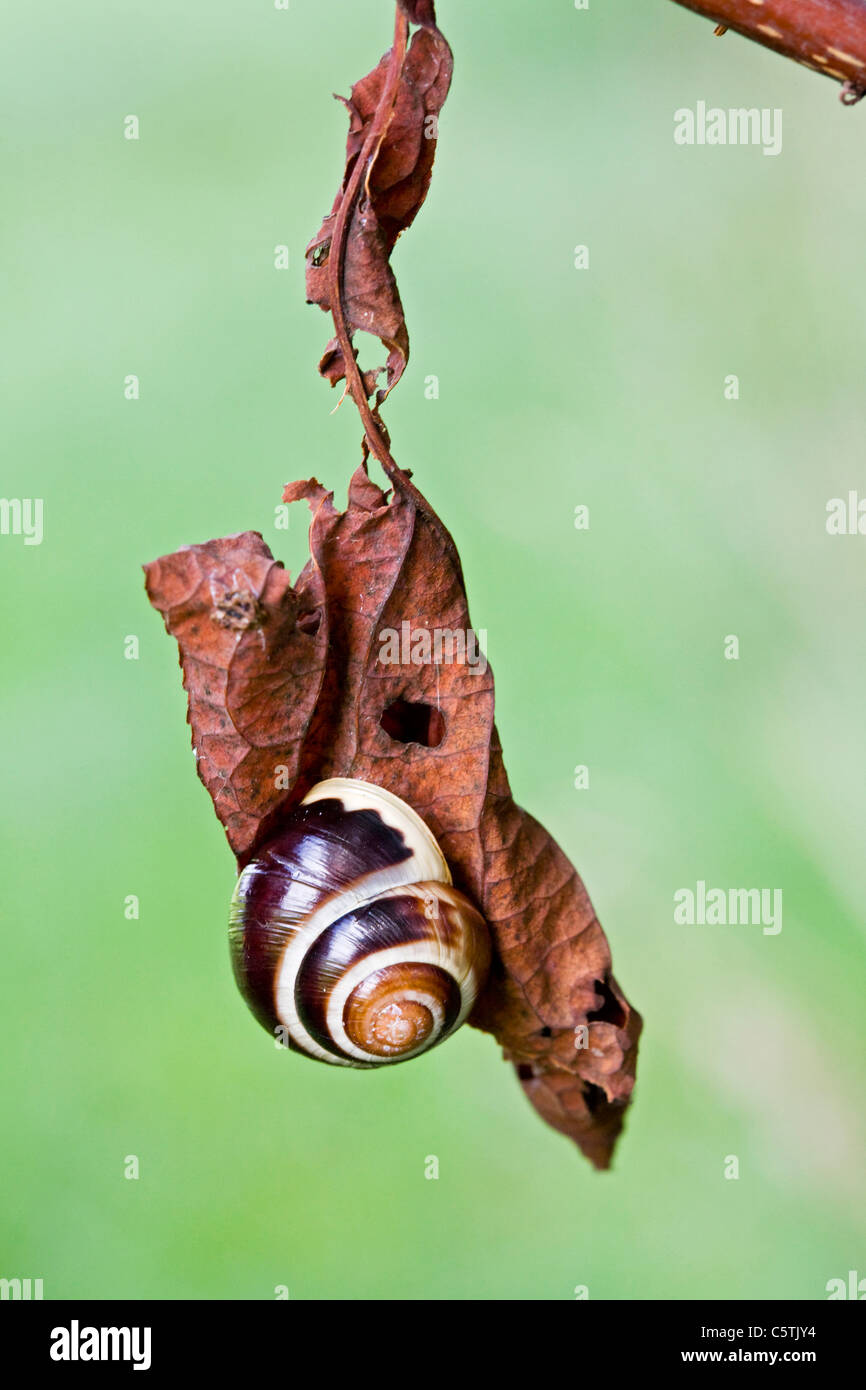 Banded pattern hi-res stock photography and images - Alamy
